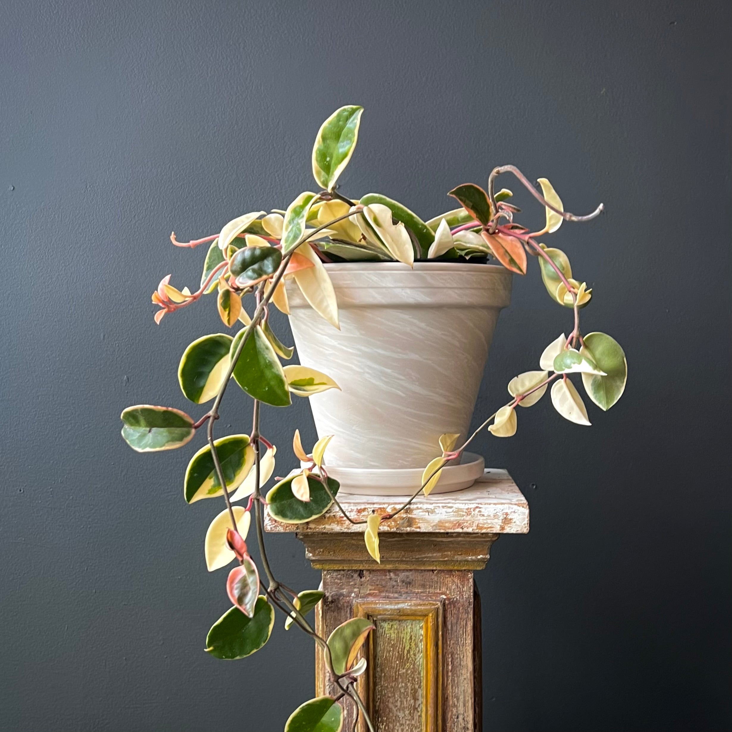 Hoya Carnosa Wax Plant | Low-Maintenance Houseplant