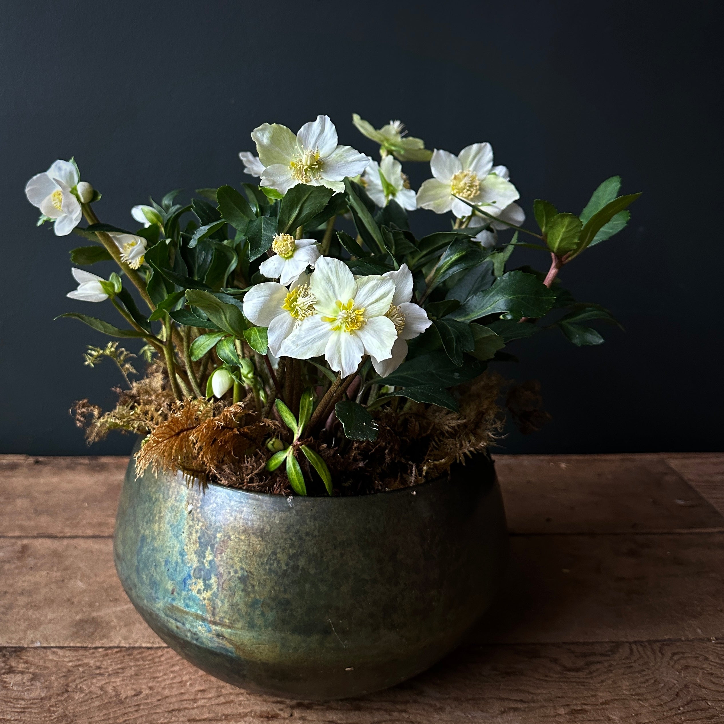 Lenten Rose (Hellebores)
