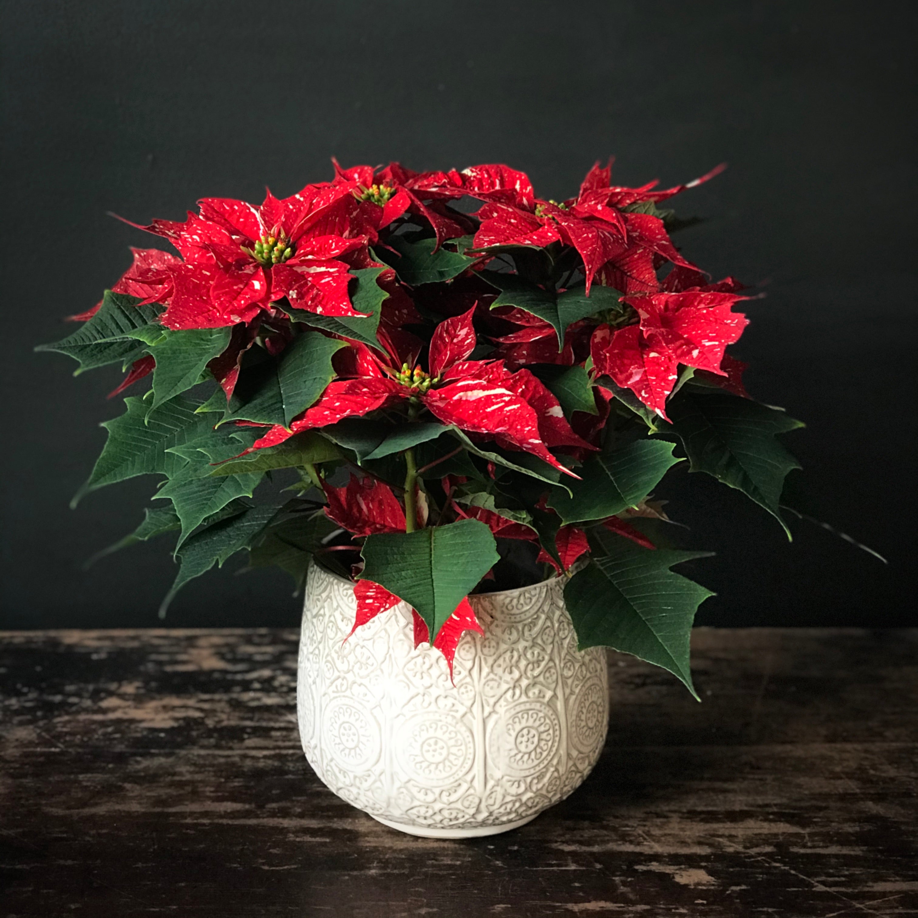 Red Variegated Poinsettia